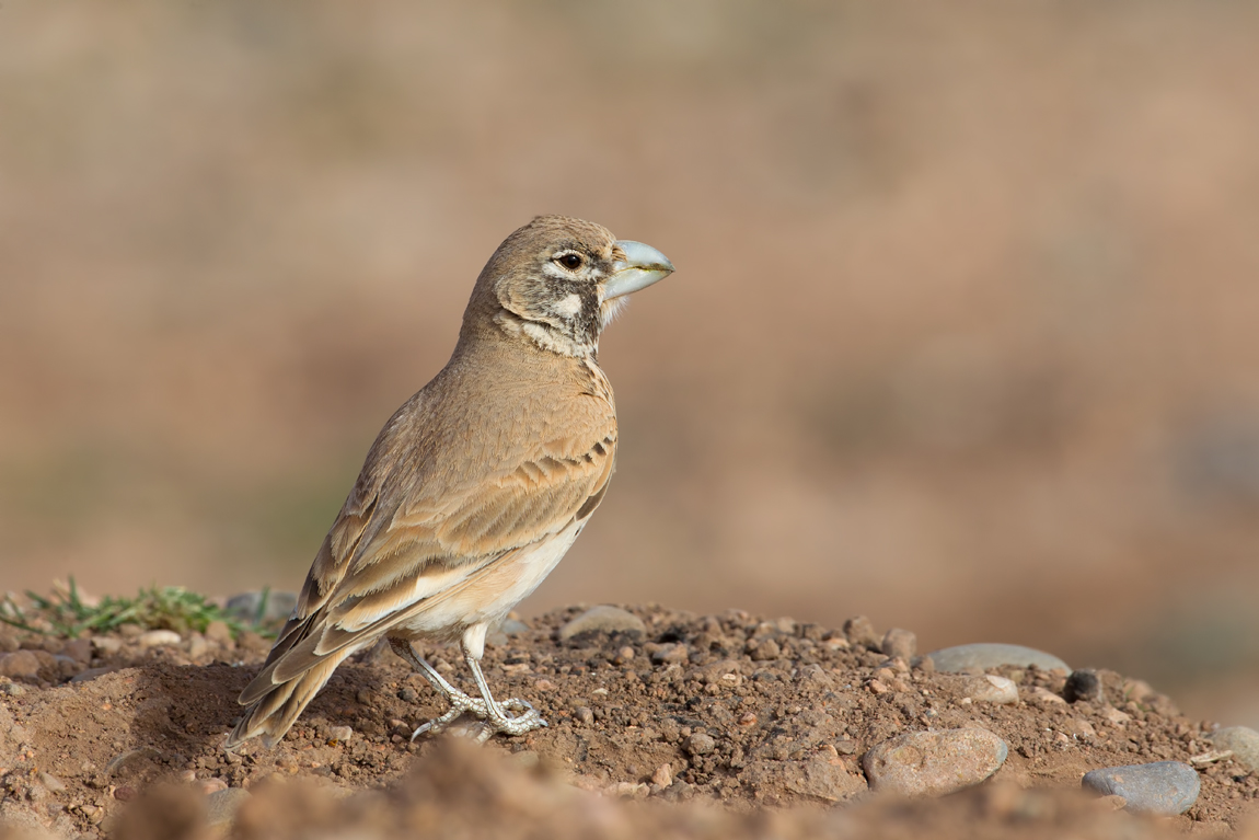 Details : Thick-billed Lark - BirdGuides