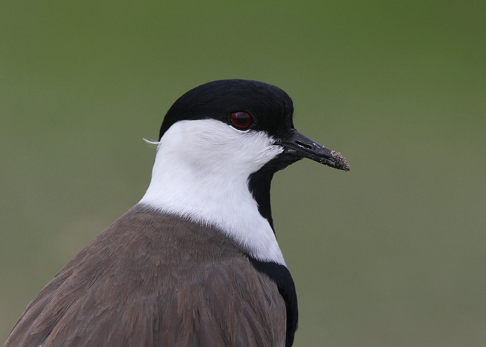 Details : Spur-winged Lapwing - BirdGuides