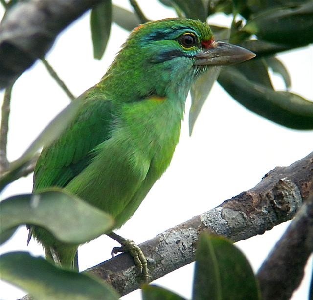 Details : Moustached Barbet - BirdGuides