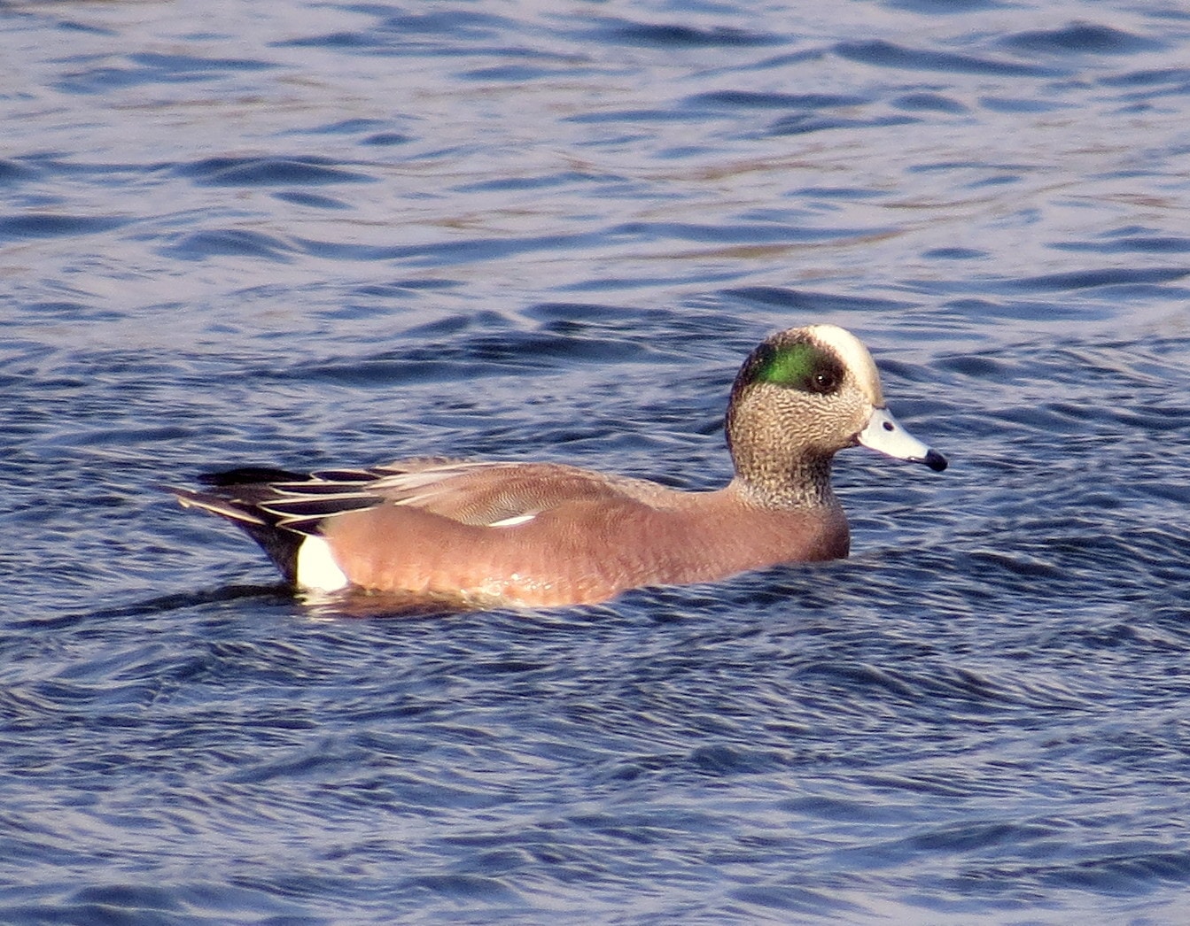 American Wigeon by John Nadin - BirdGuides