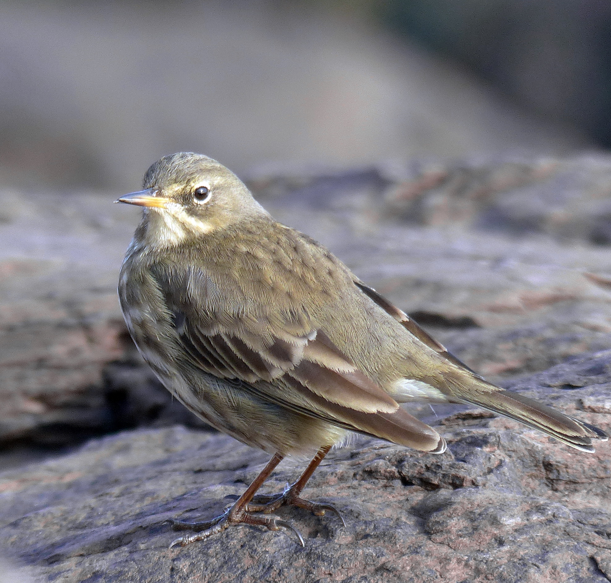 Details : Rock Pipit - BirdGuides