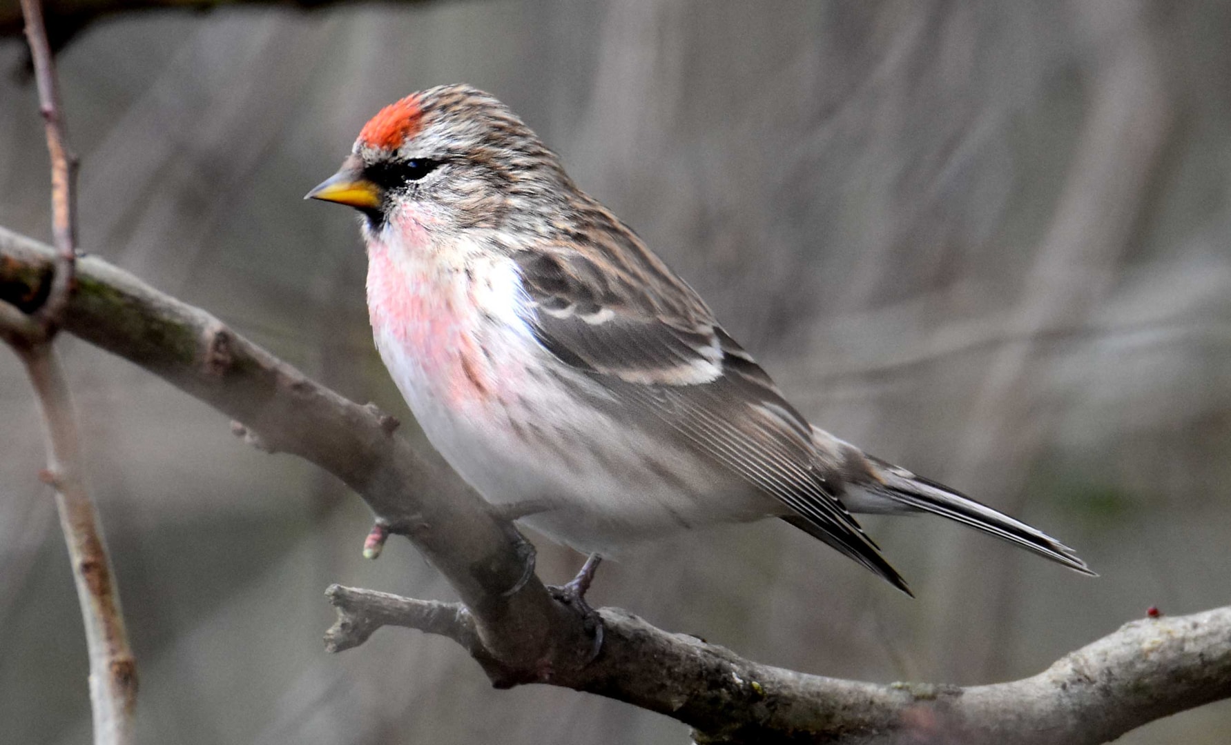Lesser Redpoll by Fausto Riccioni - BirdGuides