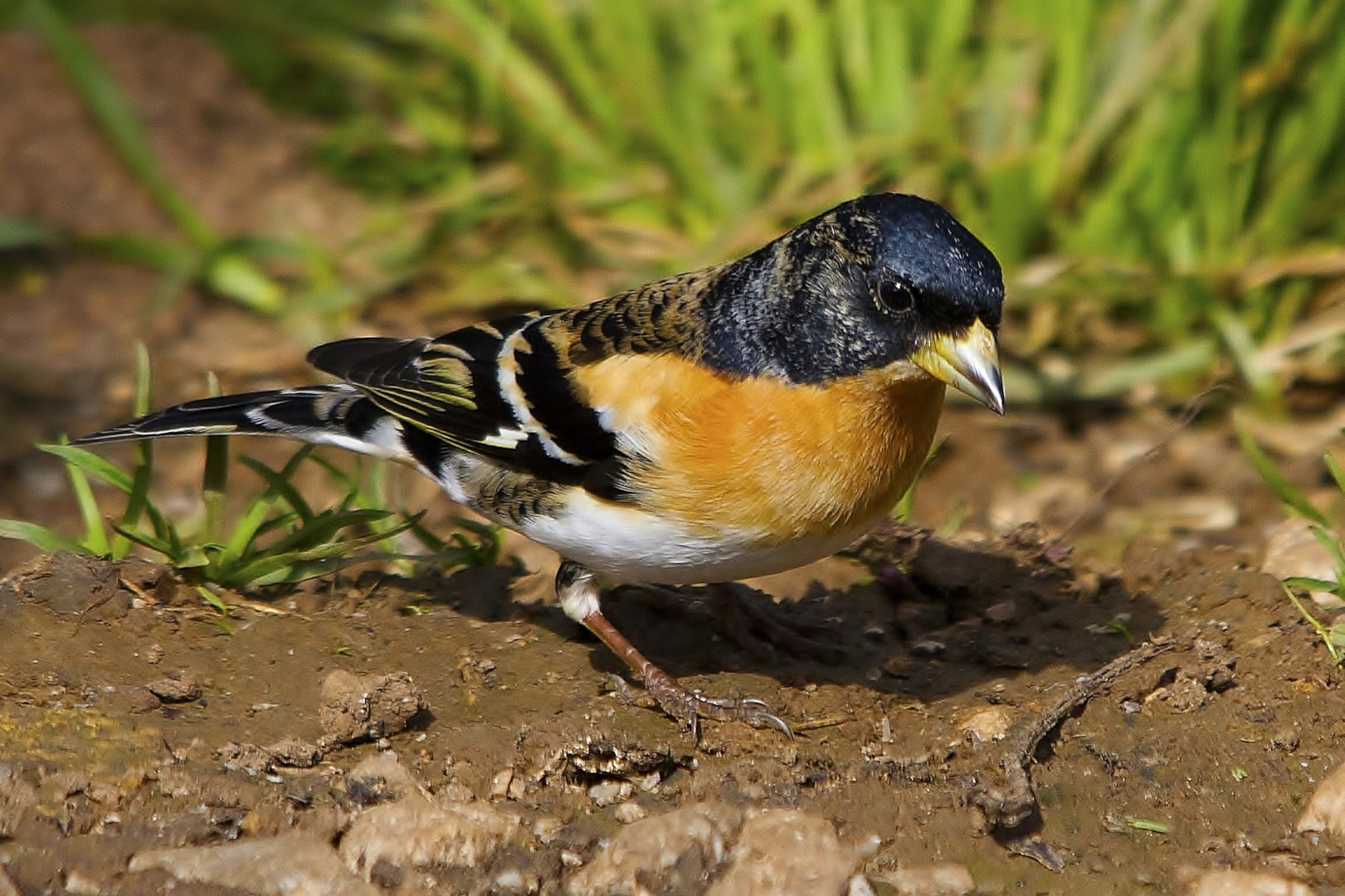 Brambling by Clive daelman - BirdGuides