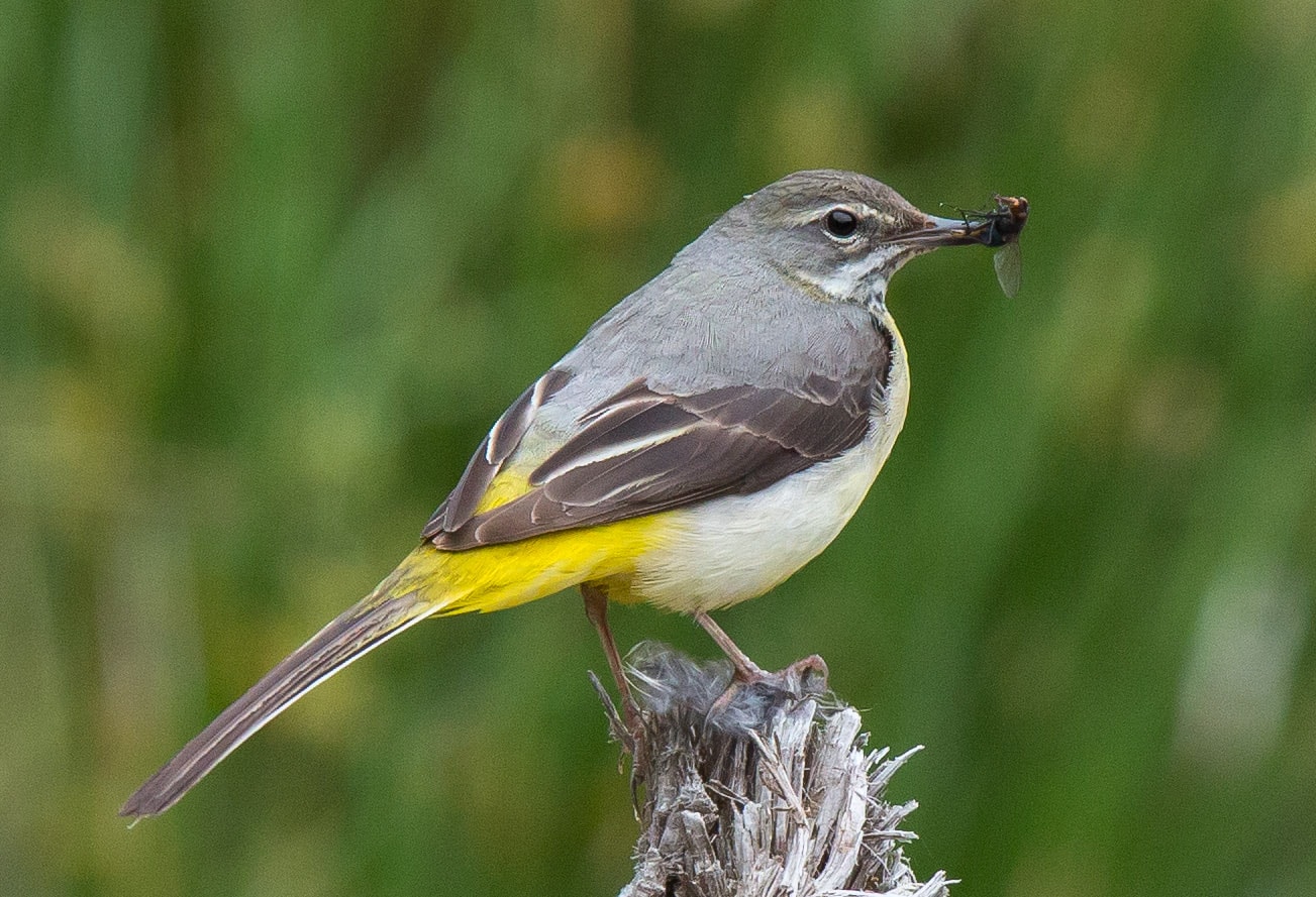 Grey Wagtail by Richard Laverack - BirdGuides