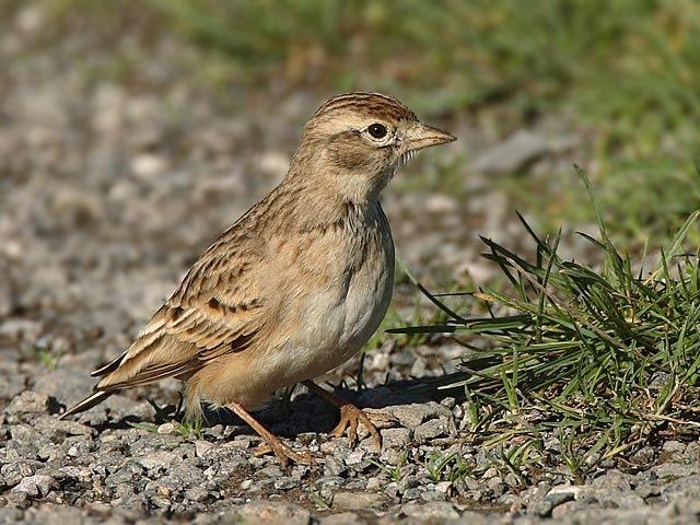 Details : Greater Short-toed Lark - BirdGuides
