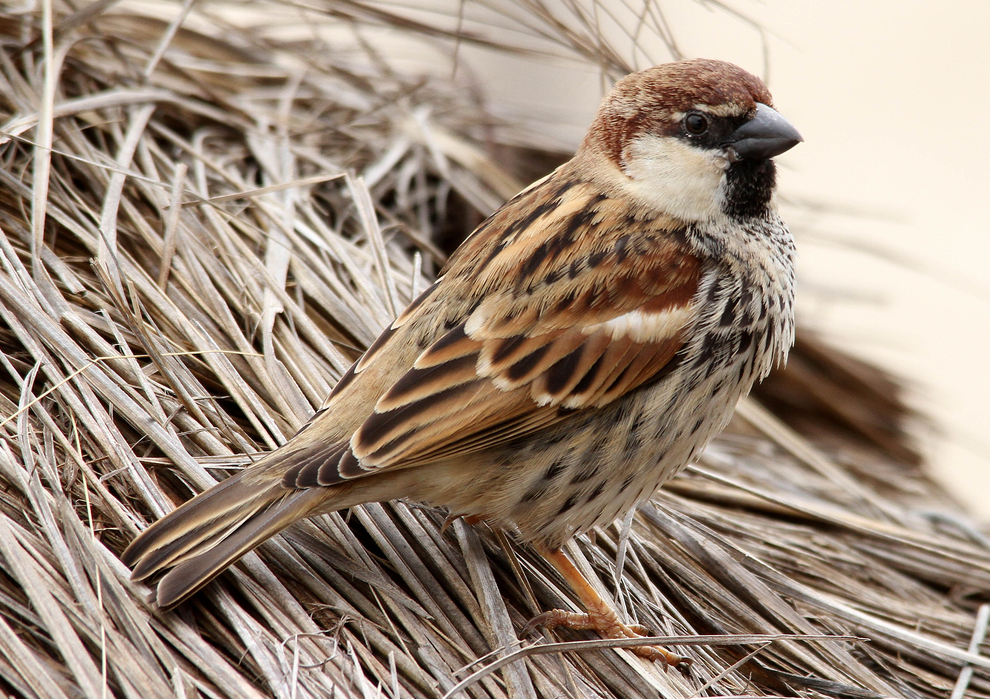 Details : Spanish Sparrow - BirdGuides