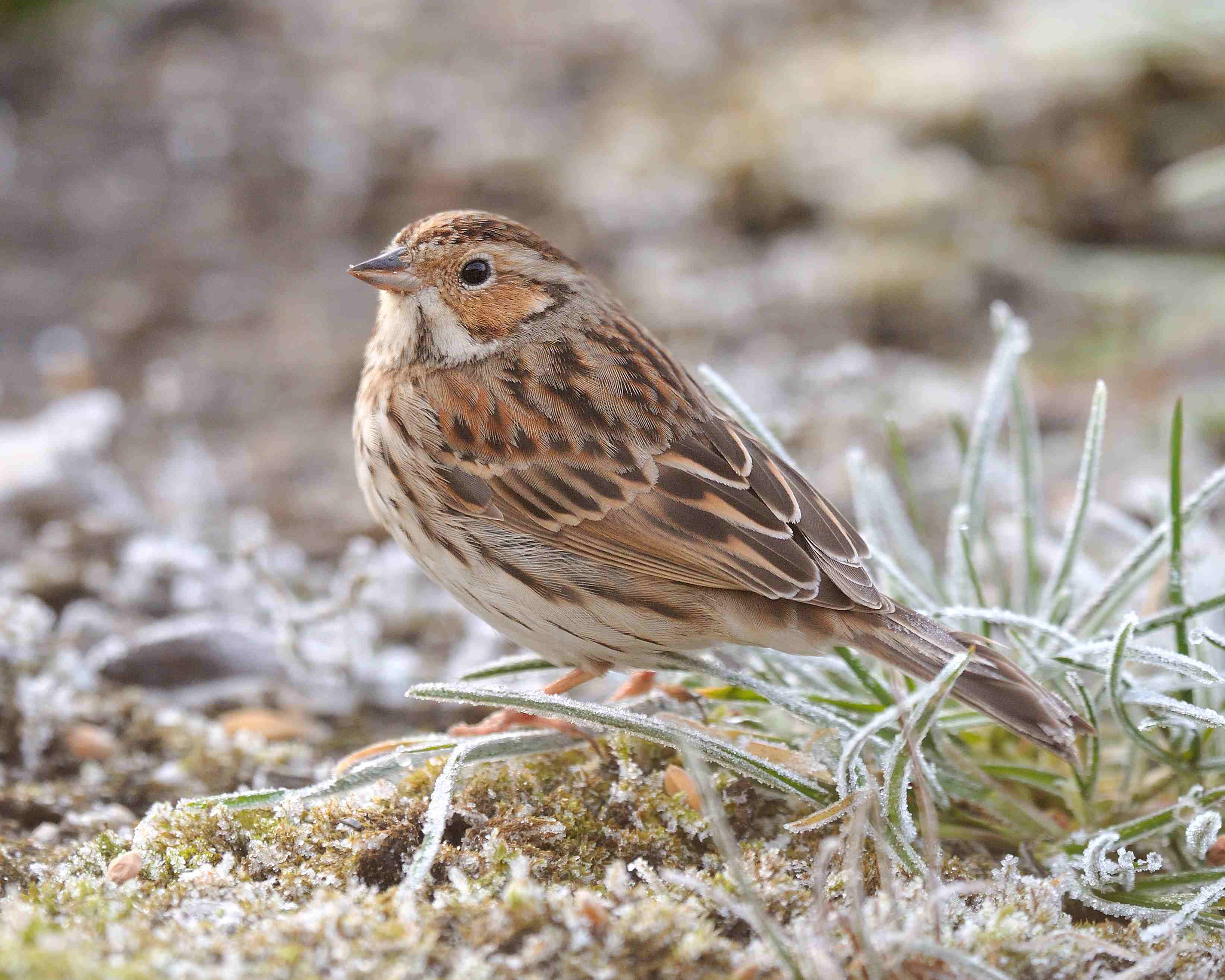 Details : Little Bunting - BirdGuides