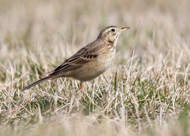 Details : Richard's Pipit - BirdGuides