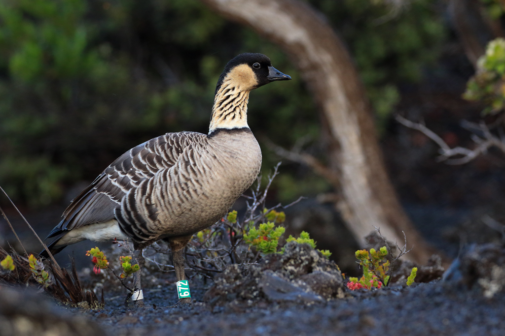 Details : Nene - BirdGuides