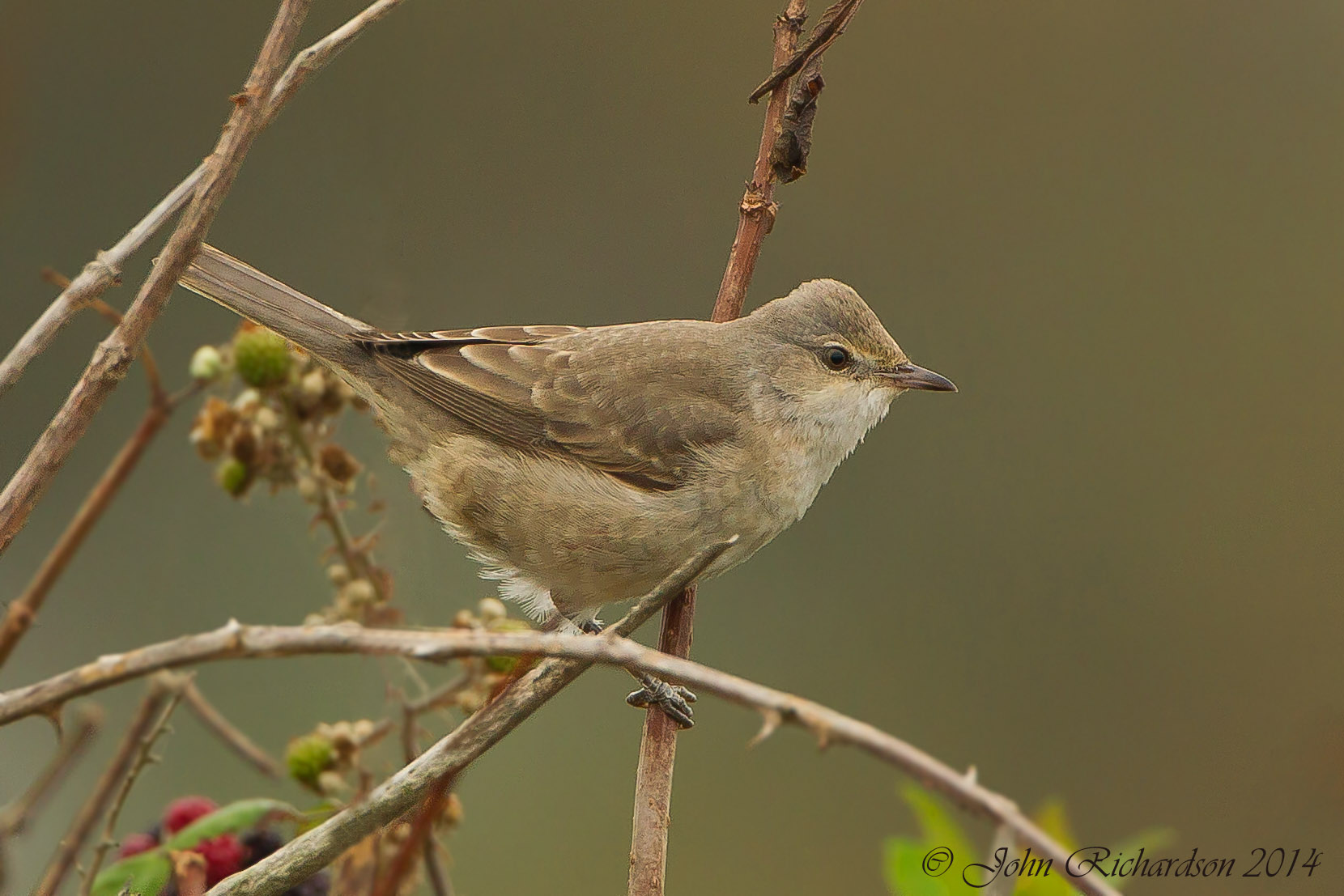 Focus on: Barred Warbler - BirdGuides