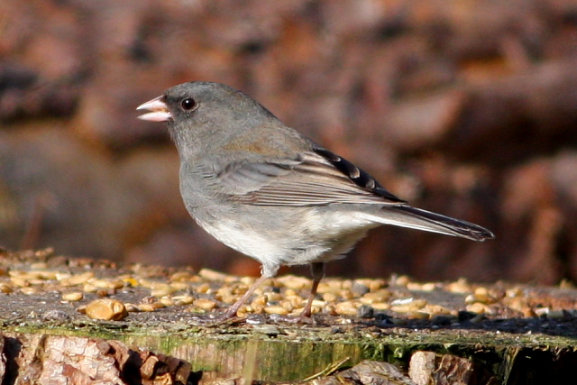 Details : Dark-eyed Junco - BirdGuides
