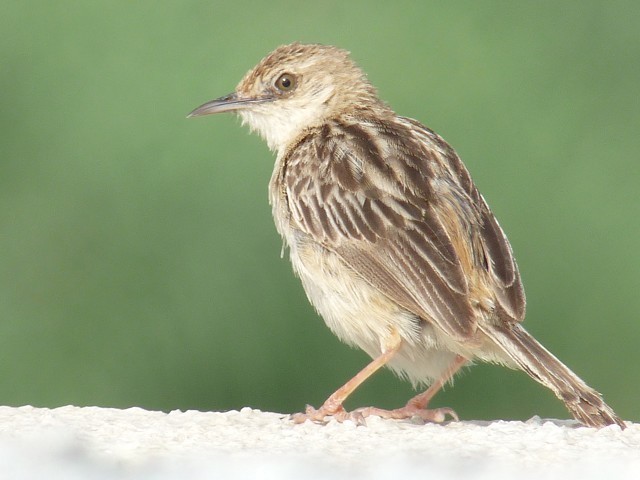 Details : Zitting Cisticola - BirdGuides