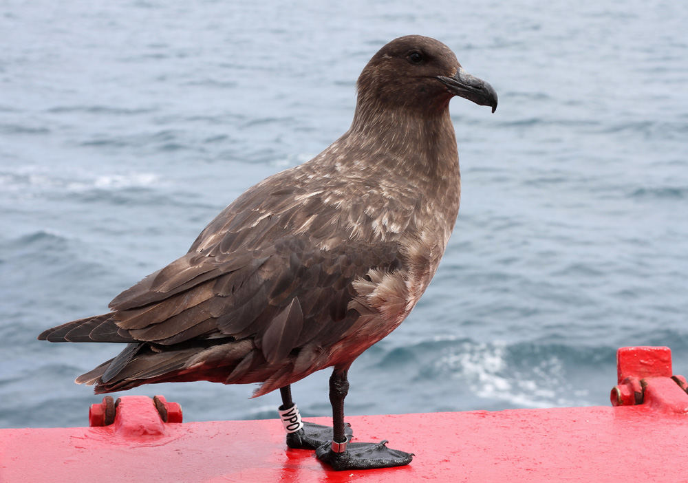 Details : Brown Skua - BirdGuides