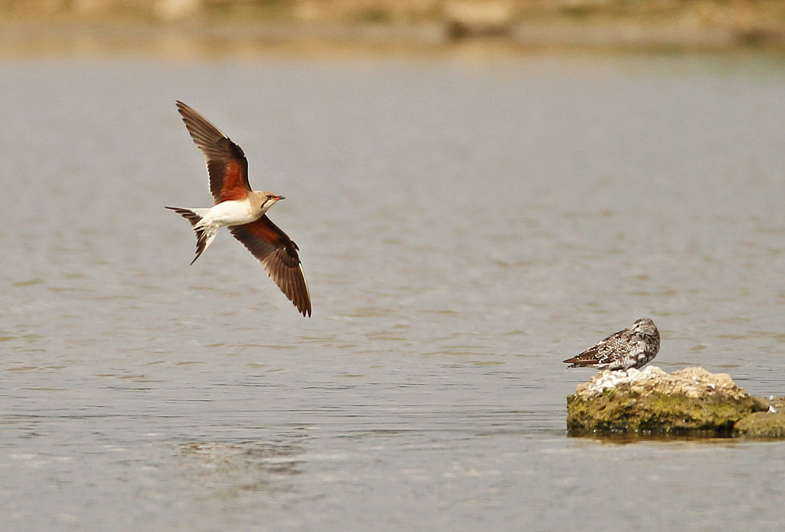 Details : Collared Pratincole - BirdGuides