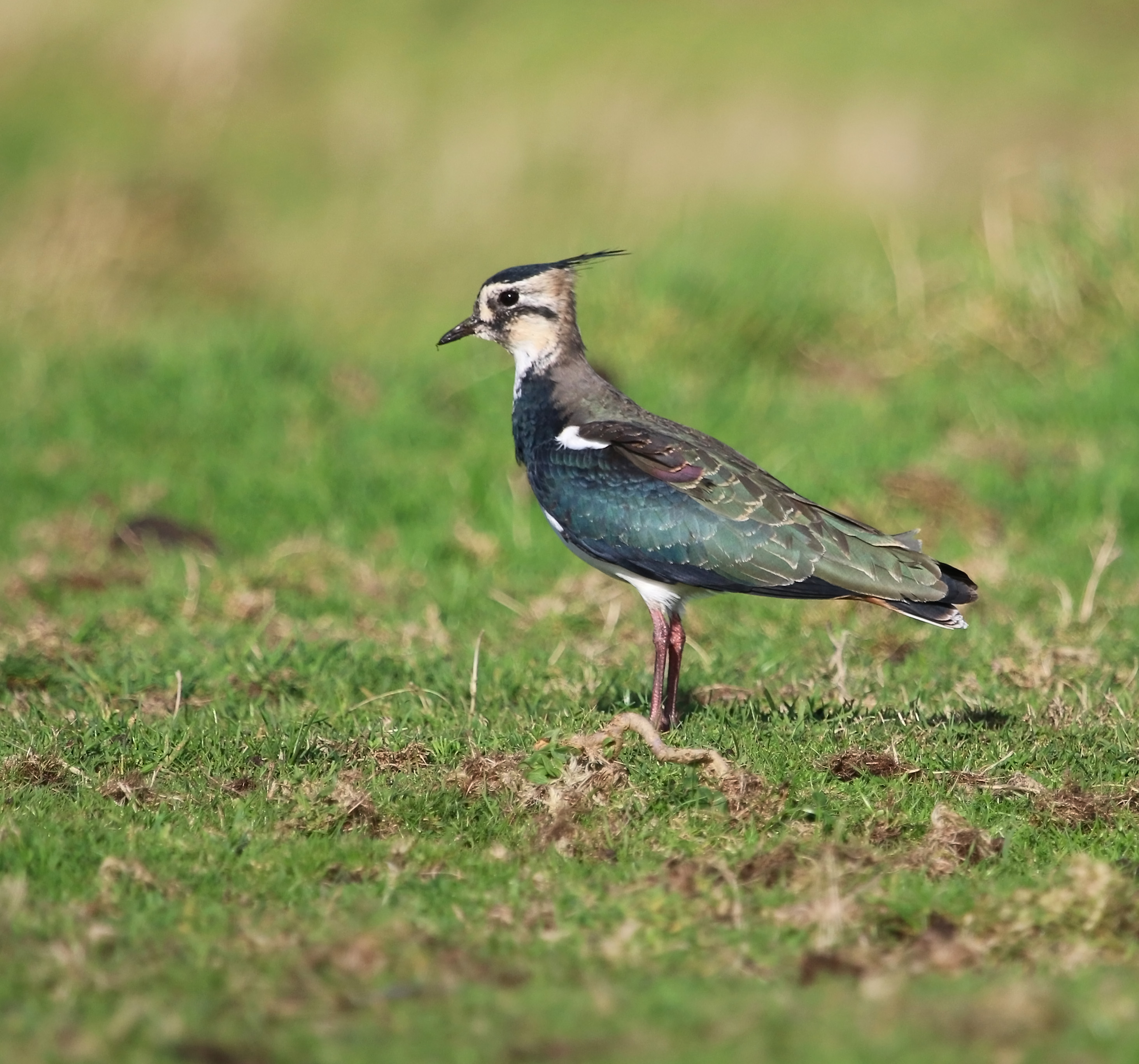 Lapwing numbers given boost by RSPB reserves - BirdGuides