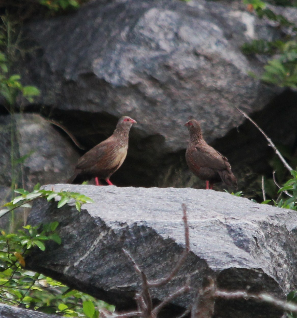 Details : Stone Partridge - BirdGuides