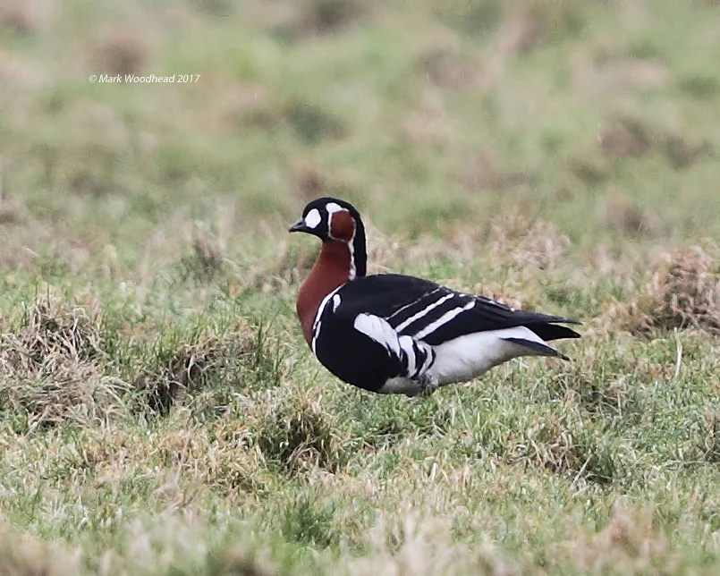 Details : Red-breasted Goose - BirdGuides