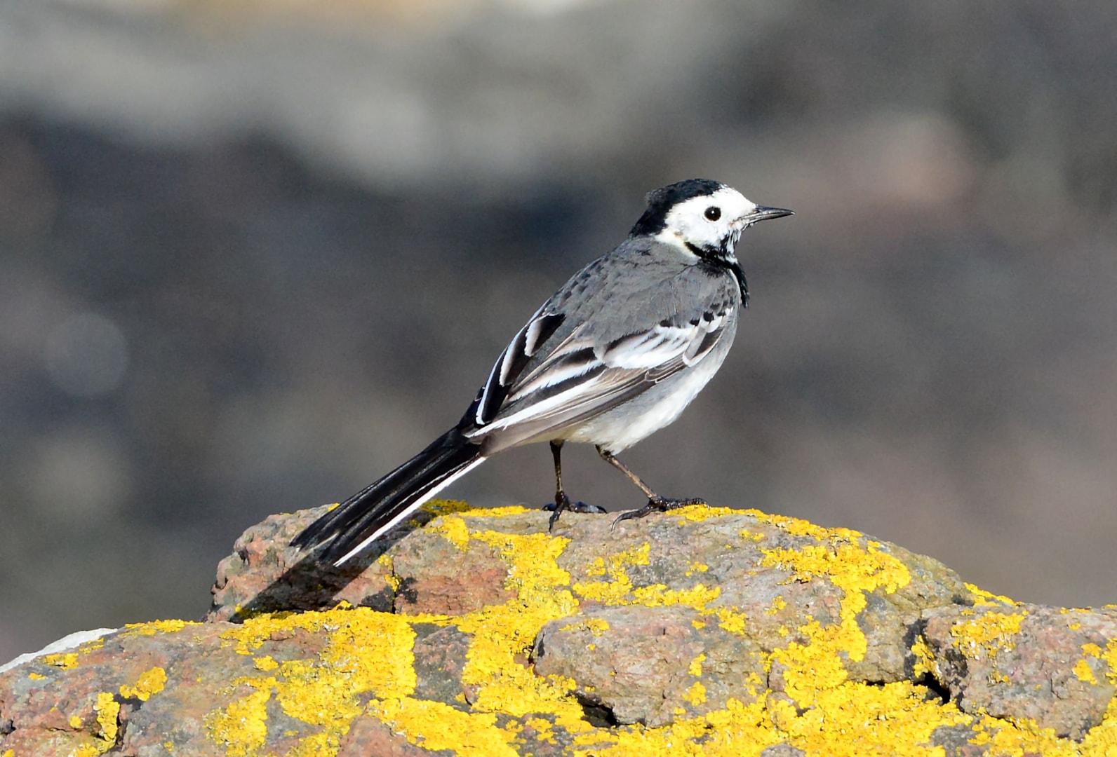 White Wagtail by Eddie Maguire - BirdGuides