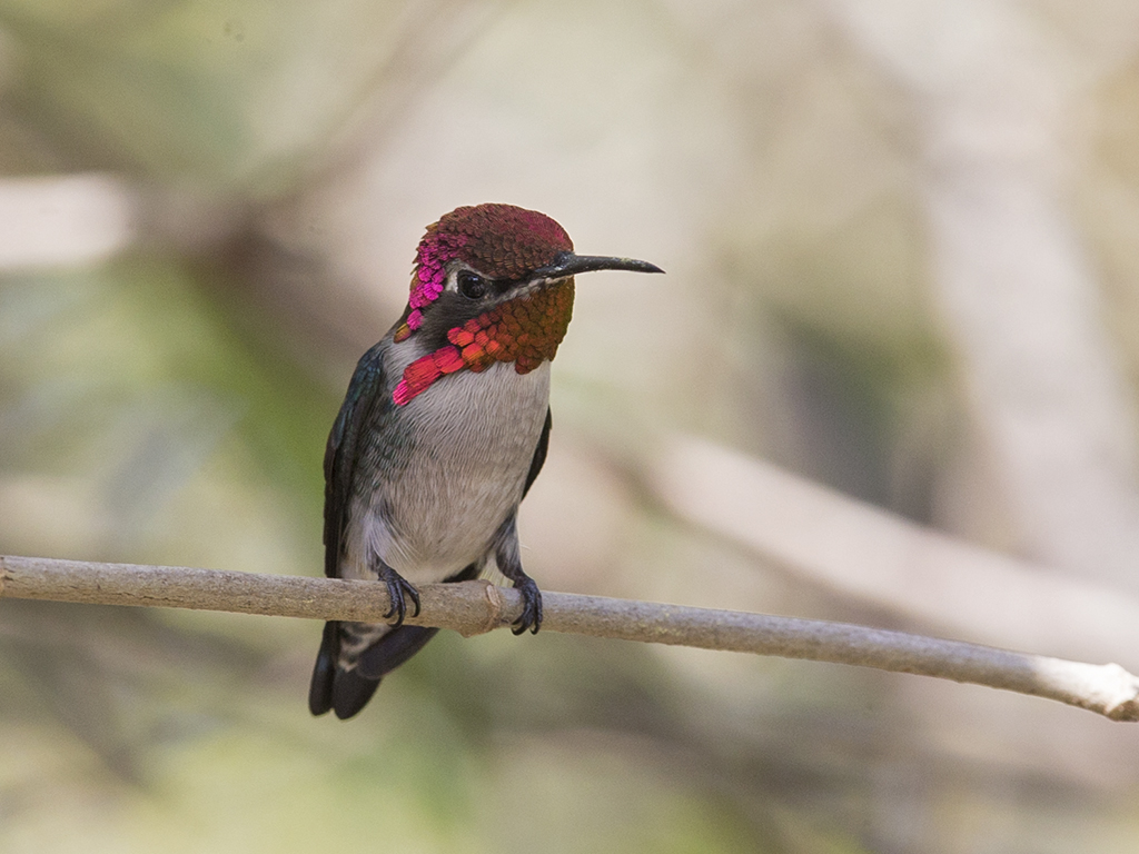 Details : Bee Hummingbird - BirdGuides