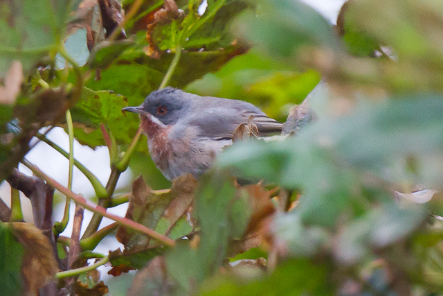 Details : Eastern Subalpine Warbler - BirdGuides