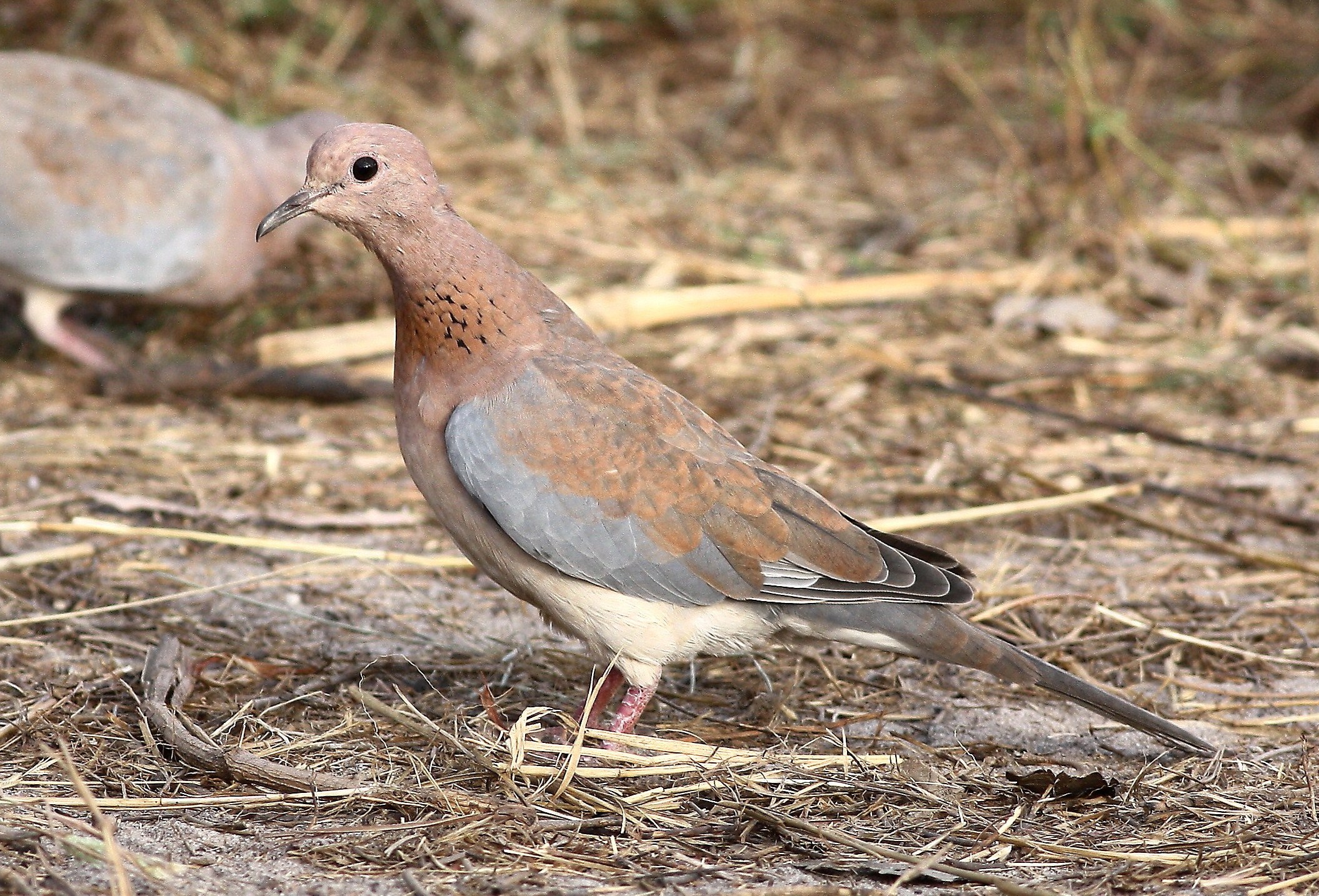 Details : Laughing Dove - BirdGuides