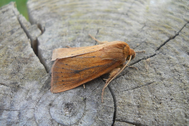 Moth News: Early Autumn Review - BirdGuides