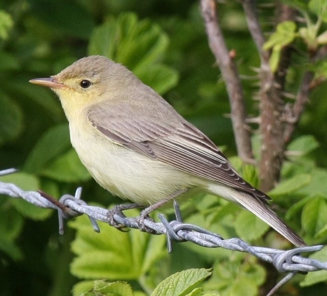 Details : Icterine Warbler - BirdGuides