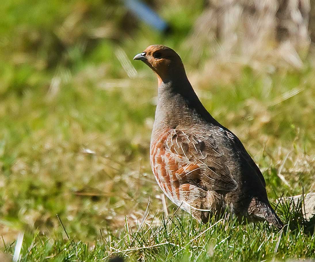 Details : Perdix - BirdGuides