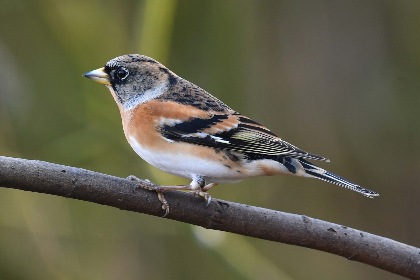 Brambling by Nick Appleton - BirdGuides