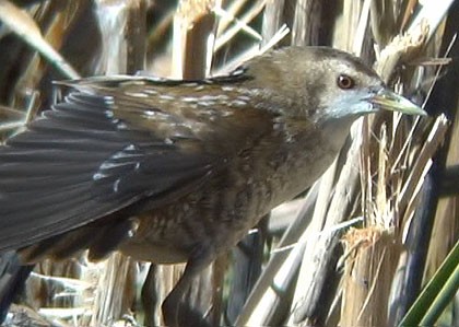 Details : Little Crake - BirdGuides