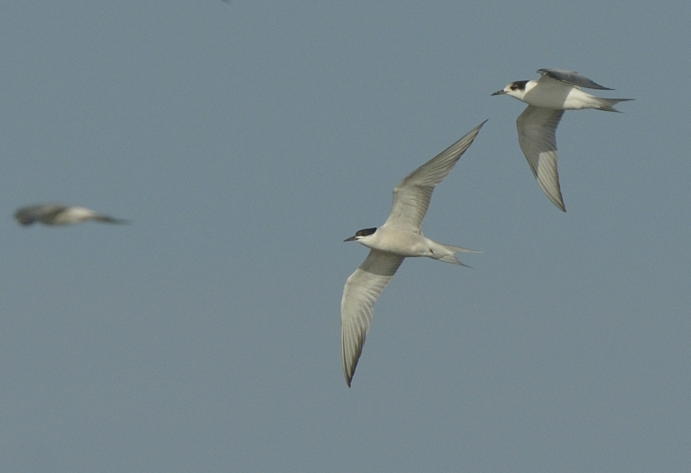 Details : Eastern Common Tern - BirdGuides