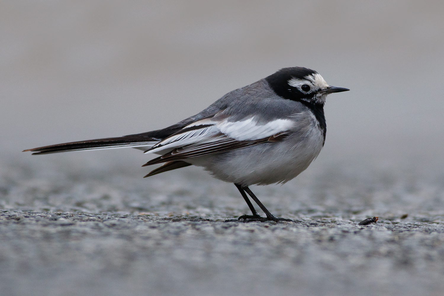 Details : Masked Wagtail - BirdGuides