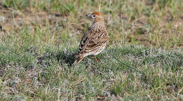 Details : White-winged Lark - BirdGuides