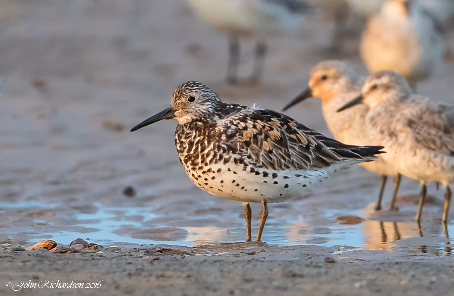 Great Knot by John Richardson - BirdGuides