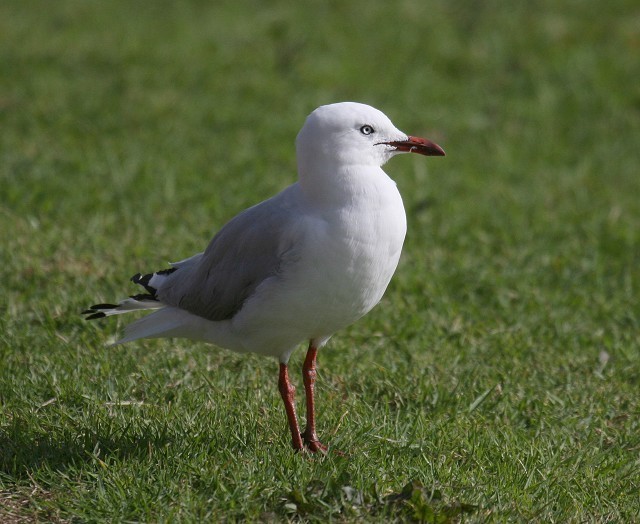 Details : Silver Gull - BirdGuides
