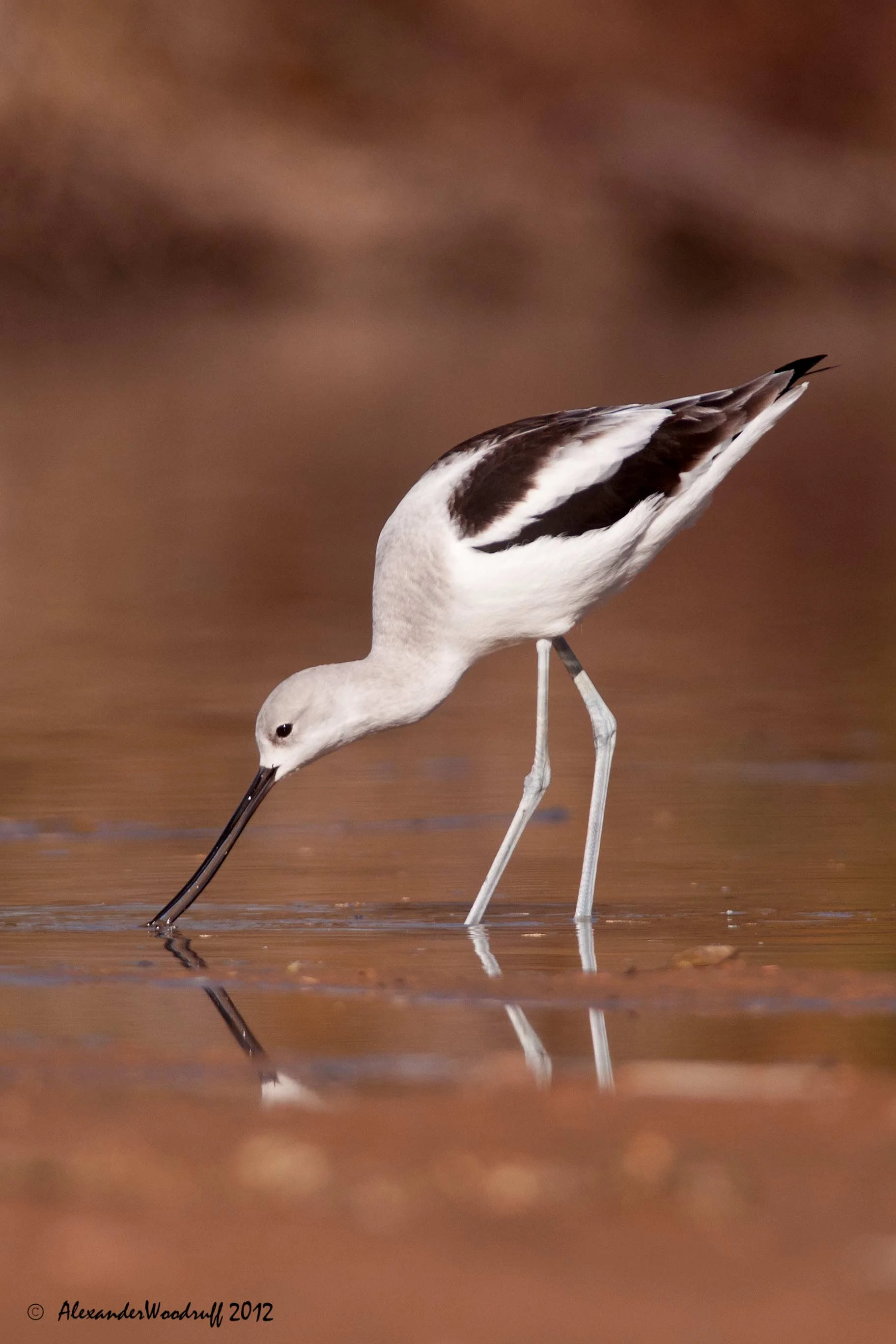 Details : American Avocet - BirdGuides