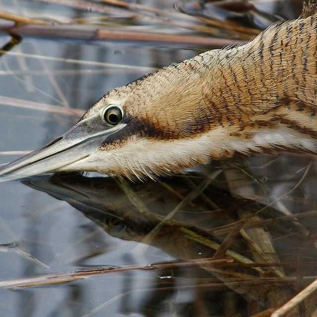 Details : Eurasian Bittern - BirdGuides