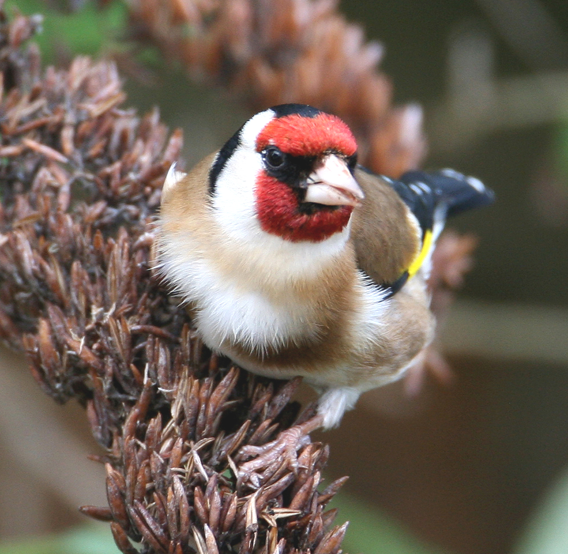 Goldfinch by Dorian Mason - BirdGuides