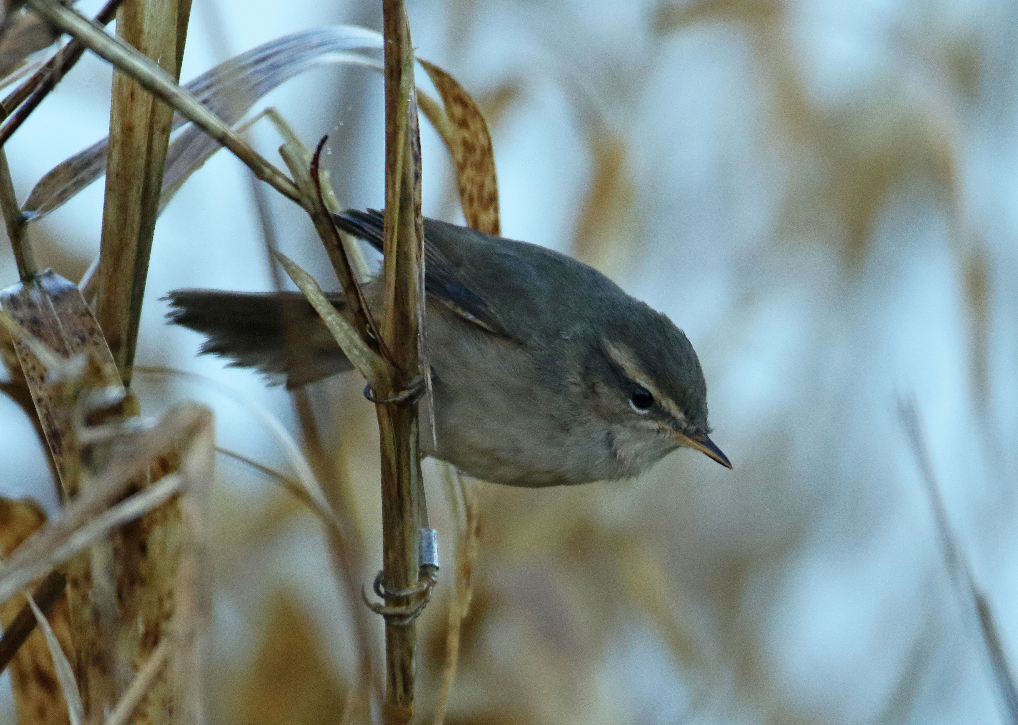 Details : Dusky Warbler - BirdGuides