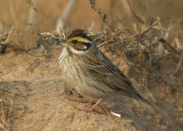Details : Yellow-browed Bunting - BirdGuides