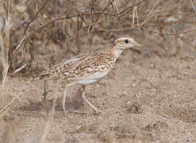 Details : Quail-plover - BirdGuides
