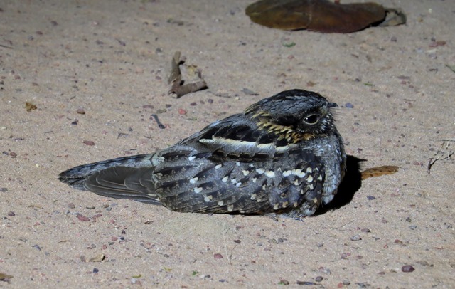Details : Little Nightjar - BirdGuides