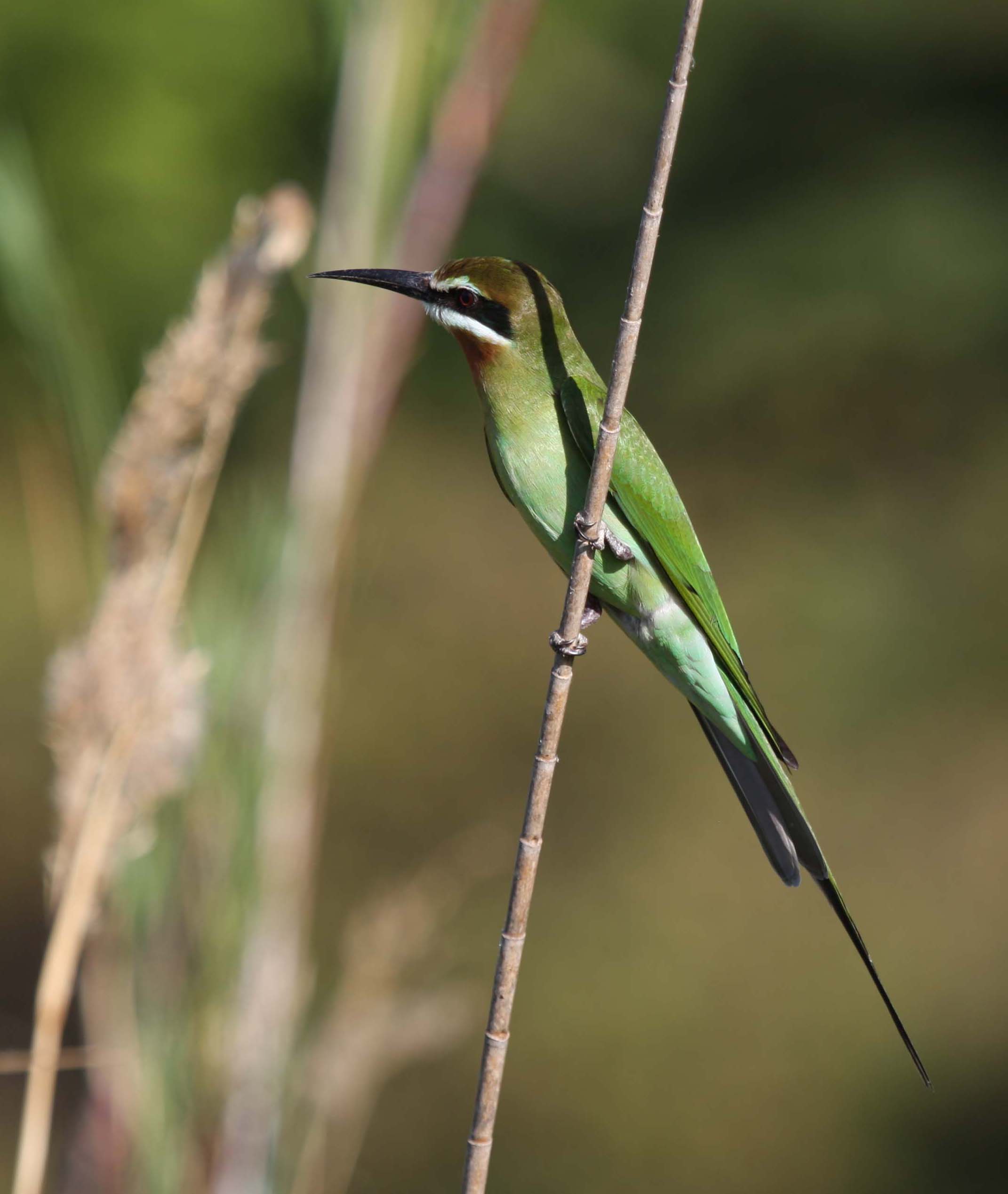 Details : Olive Bee-eater - BirdGuides