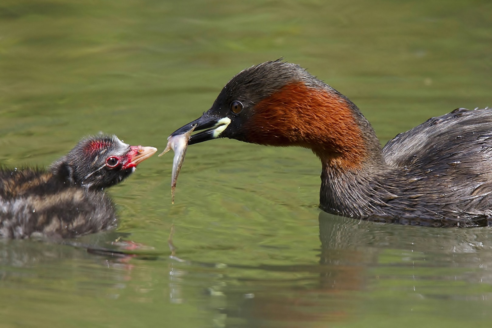 Little Grebe by Clive Daelman - BirdGuides