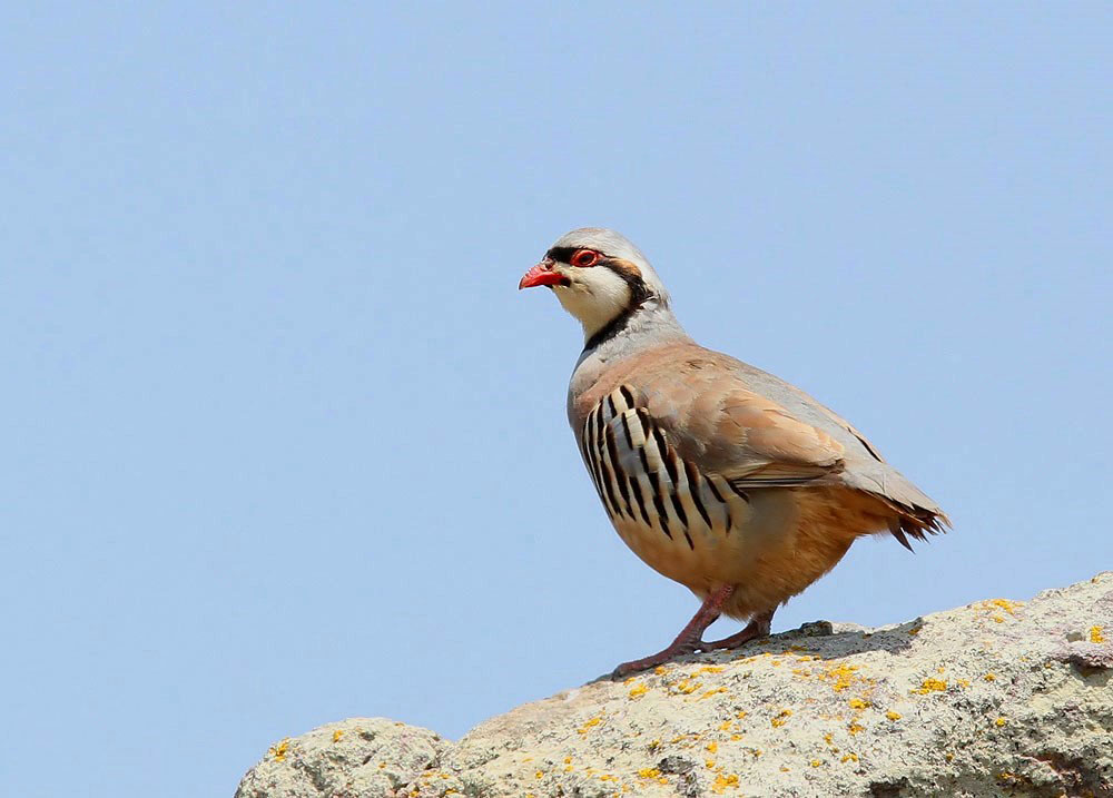 Details : Chukar Partridge - BirdGuides