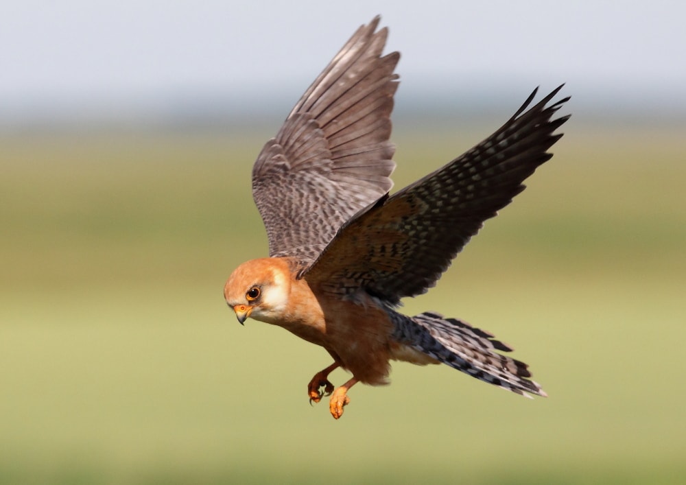 Red-footed Falcon by Dave Williams - BirdGuides