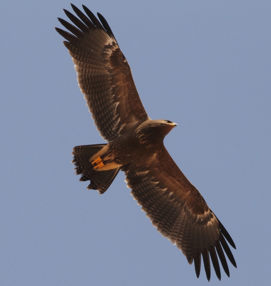 Details : Lesser Spotted Eagle - BirdGuides