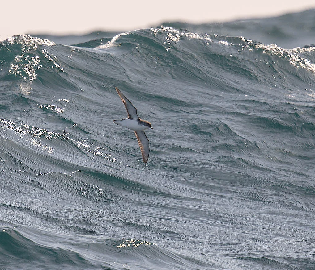 Details : Little Shearwater - BirdGuides