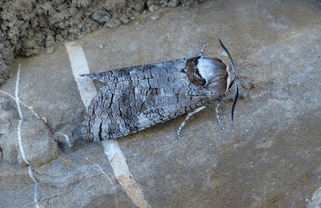 Details : Goat Moth - BirdGuides