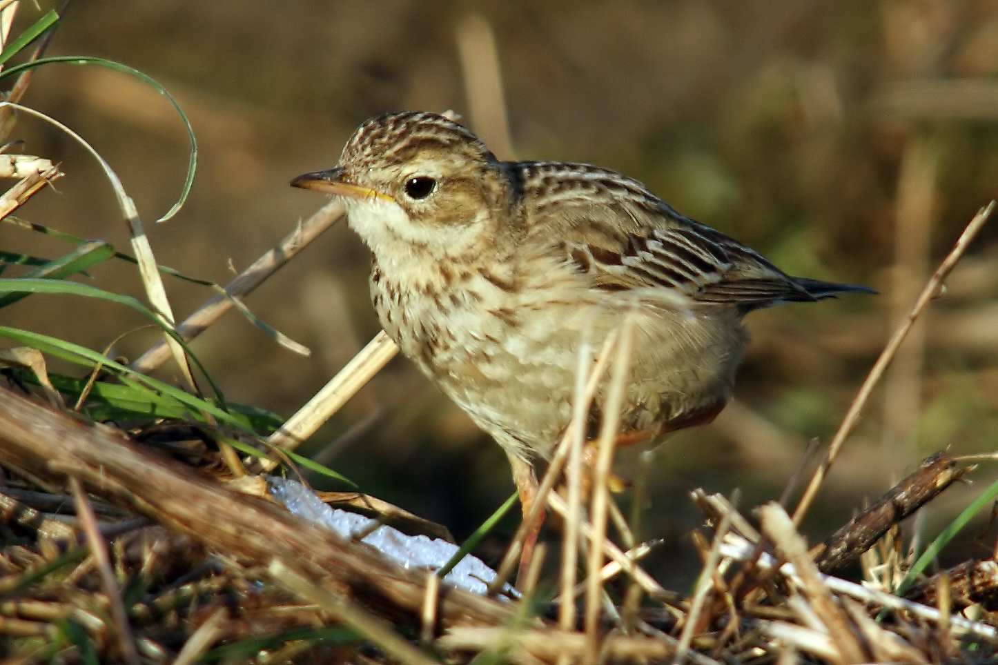 Details : Blyth's Pipit - BirdGuides